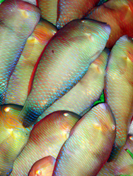 Galán o raor - A Fuego Lento