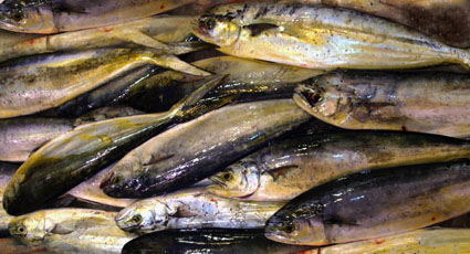 Llampuga, donde el mar se hace Dorado - A Fuego Lento