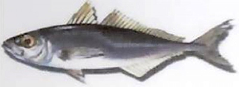 El chicharro - A Fuego Lento